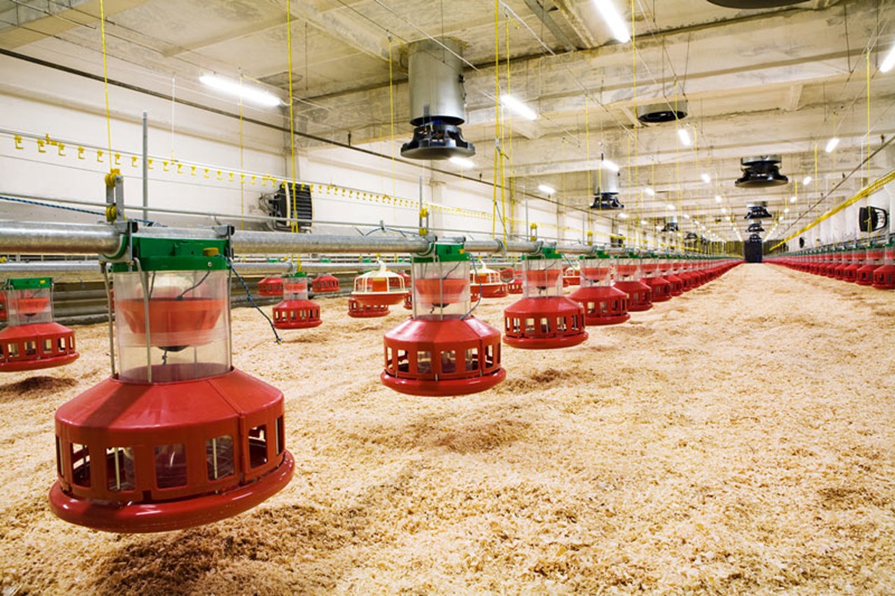 Poultry rearing with Calor LPG