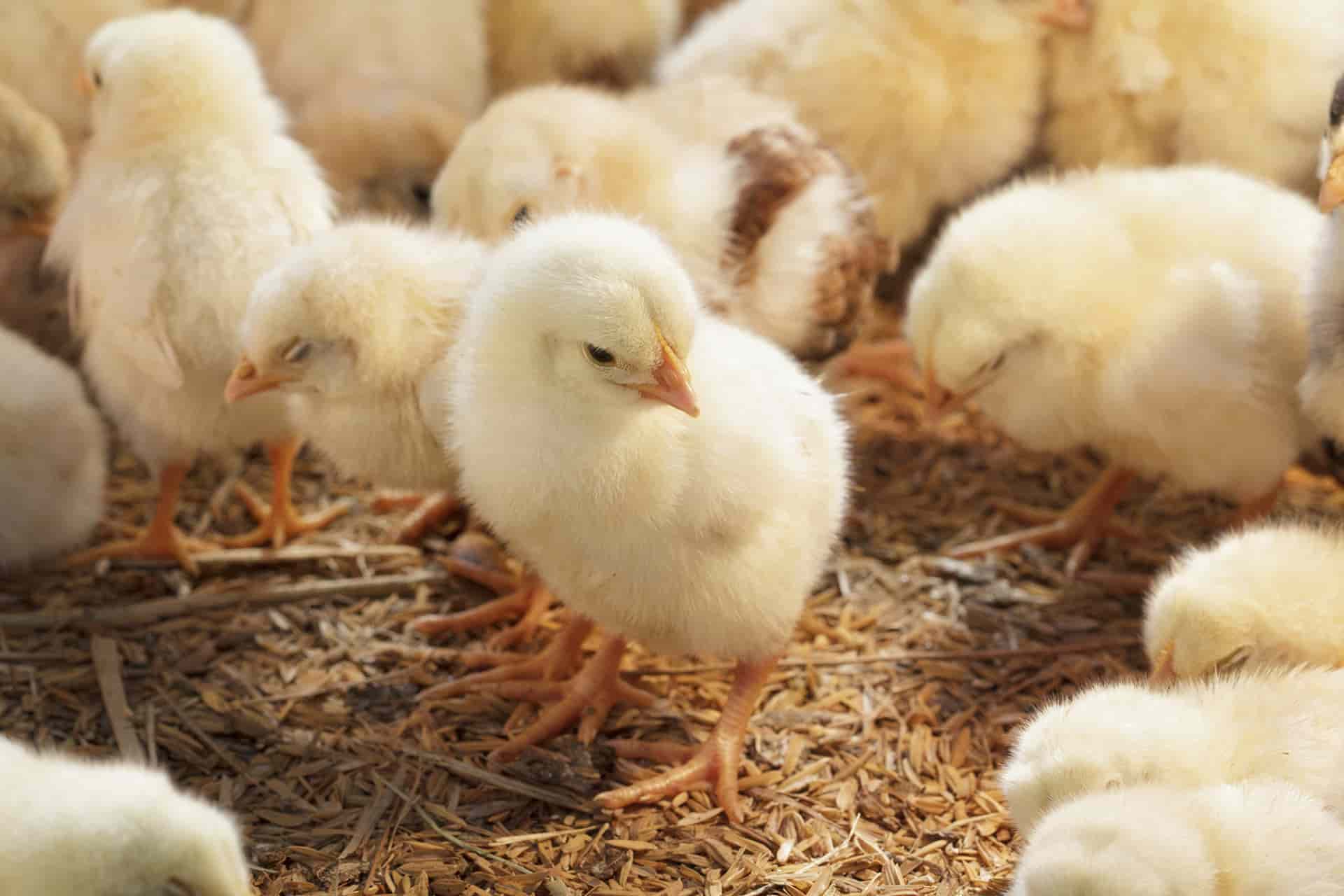 Poultry rearing with Calor LPG